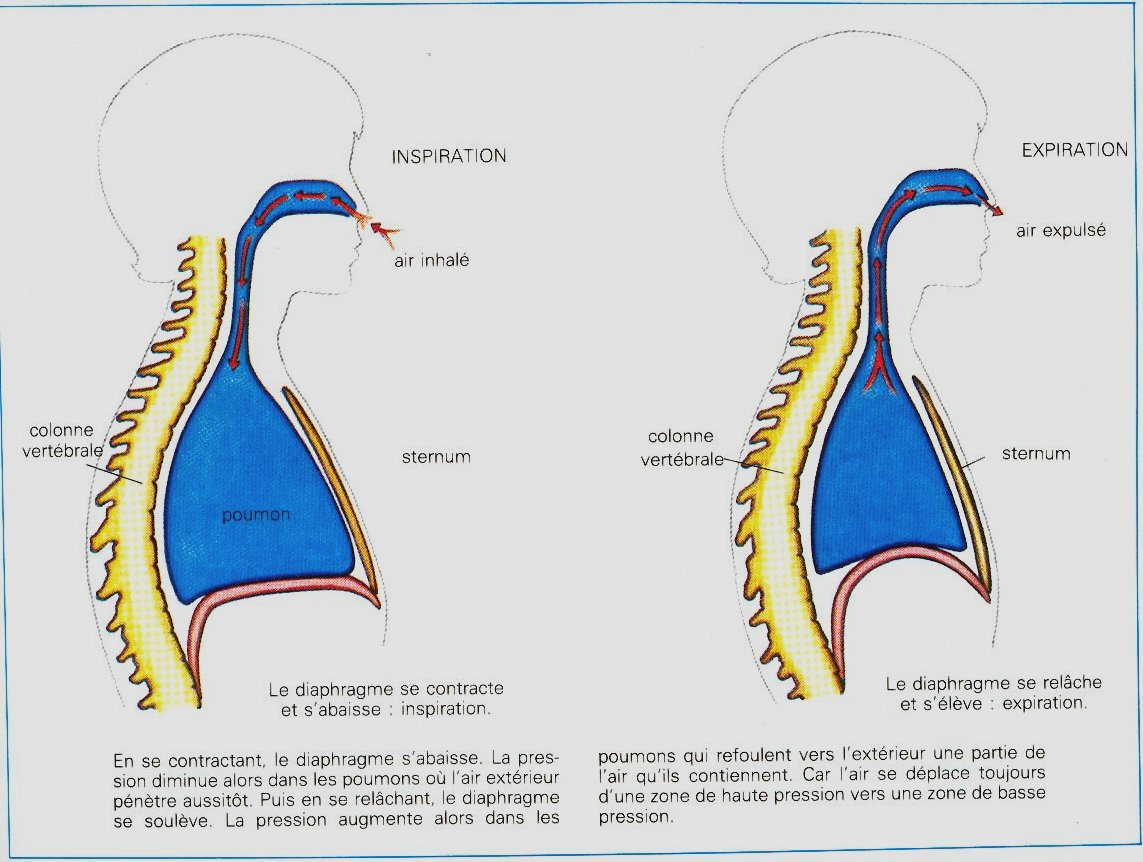 Blog 75: Infos santé-Comprendre le rôle du diaphragme
