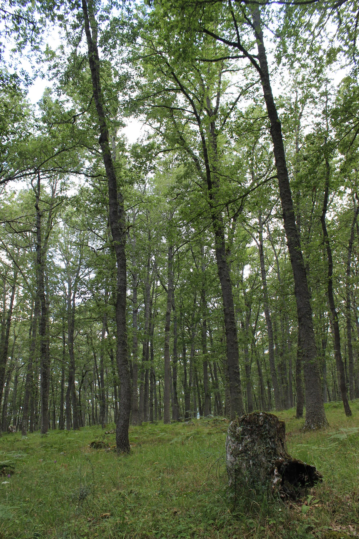 Conociendo a Quercus: EL BOSQUE DE QUERCUS. ITINERARIO