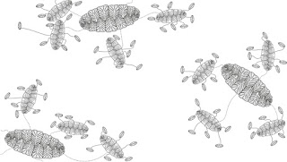 The Dragon's Tales: How Ediacaran Rangeomorph Fractofusus Reproduced