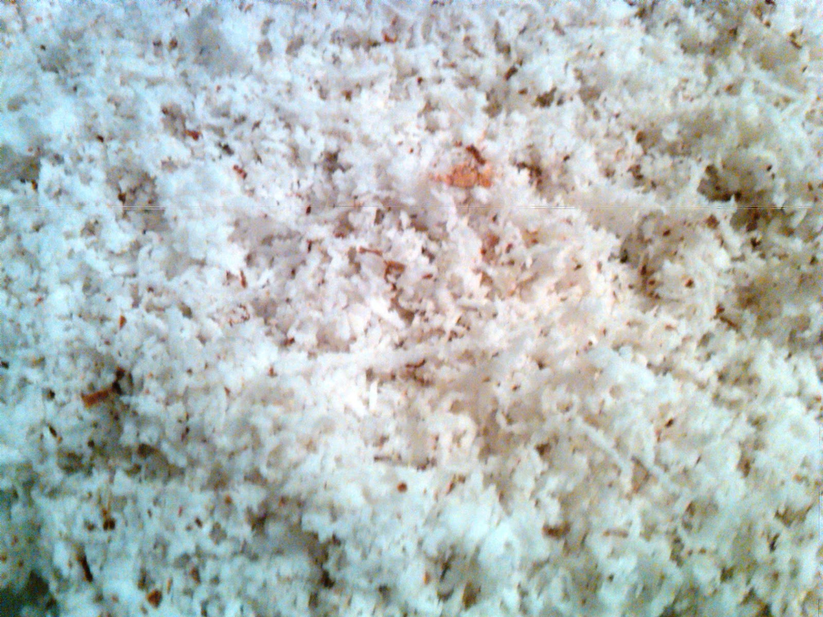 LtDan'sKitchen.com: Telescope Snail Stew (Bagungon sa Gata)