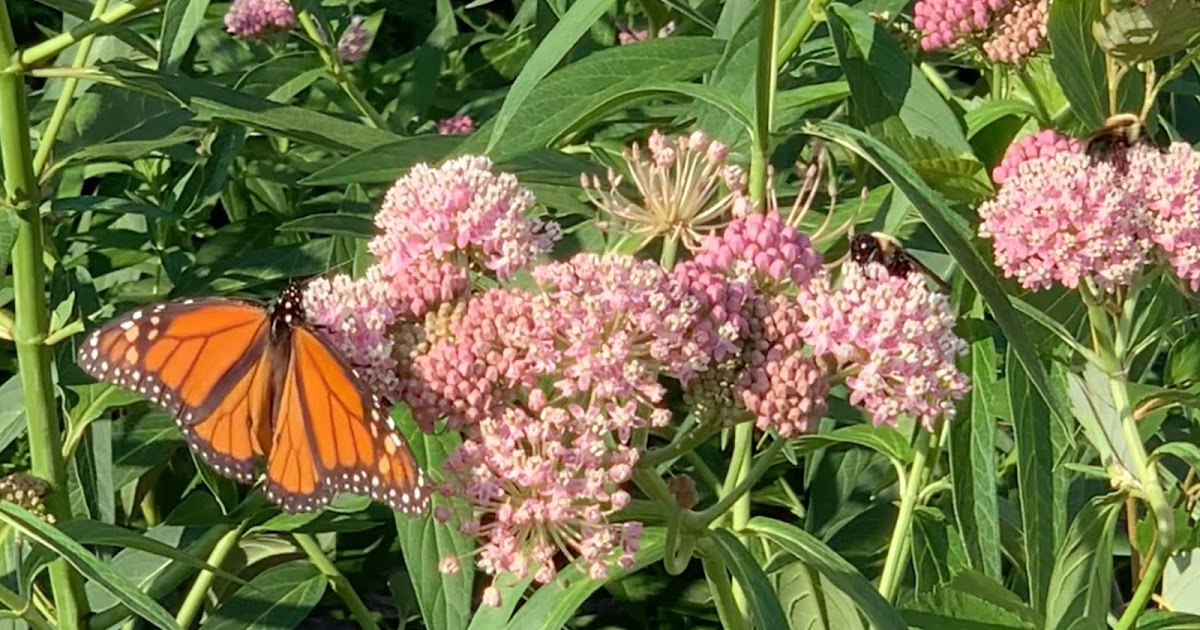 PA Environment Digest Blog: Private Landowners Wanted For Pollinator ...