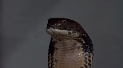 13: SSSSSSS! - "The Year Of The Snake" (1973)