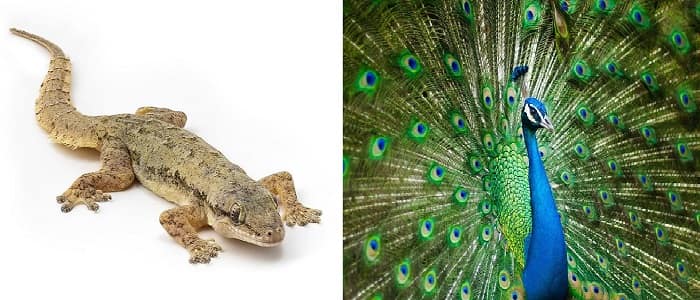Why Lizards Are Afraid Of Peacock Feather And How Is It Effective In ...