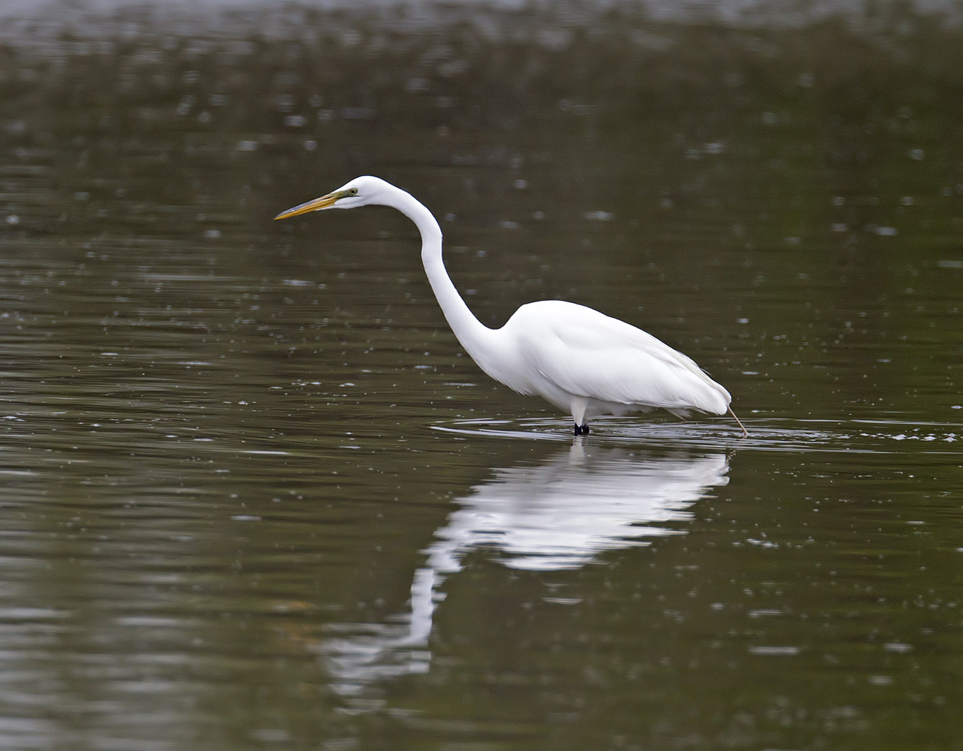 pewit: Great Egrets