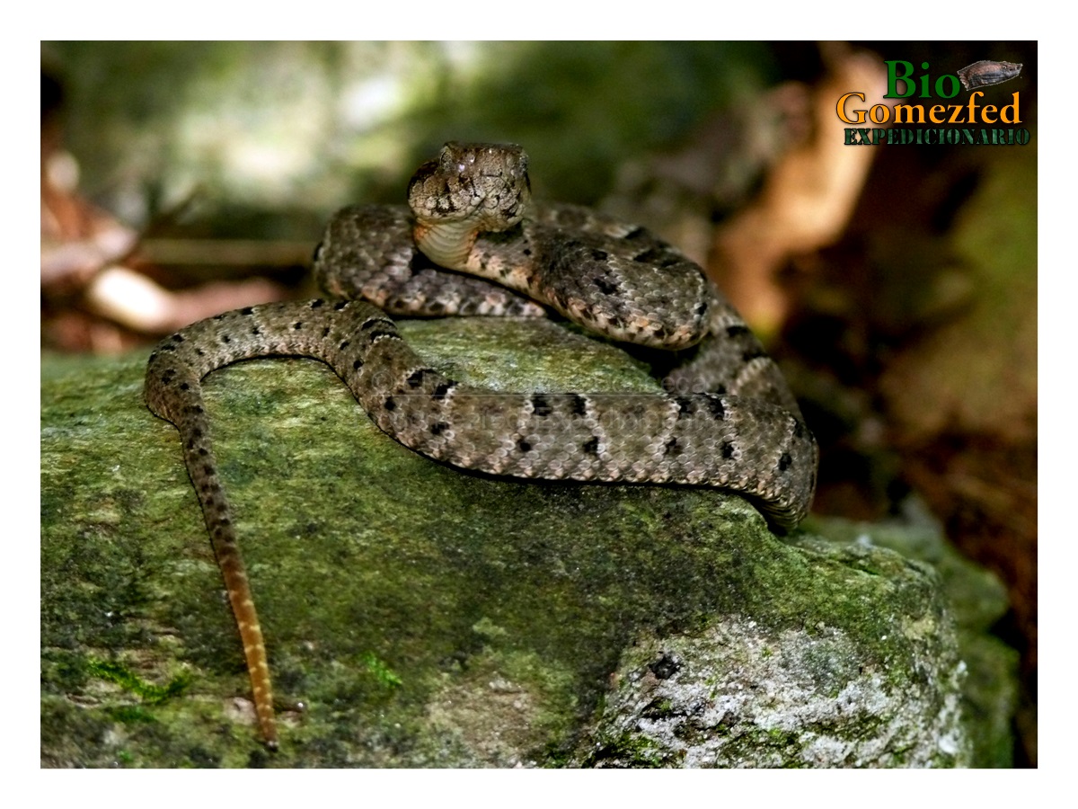 ¿Qué debo hacer en caso de mordedura de serpiente? - Biogomezfed