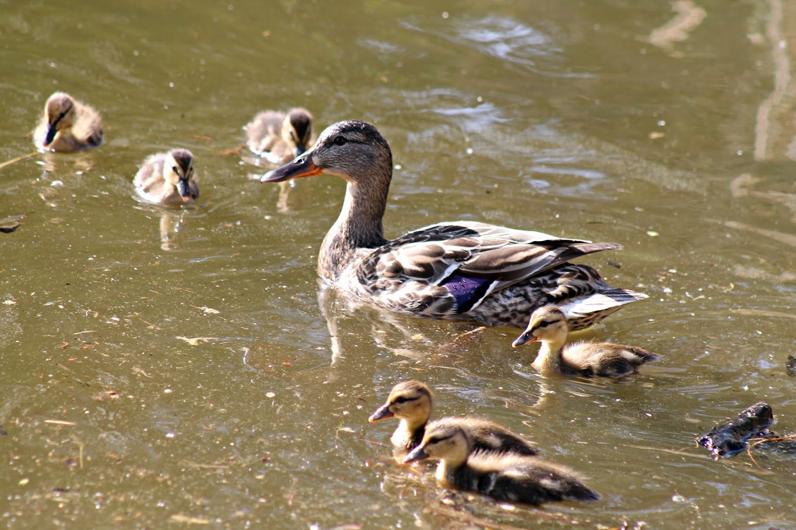 Ducklings at the Pond