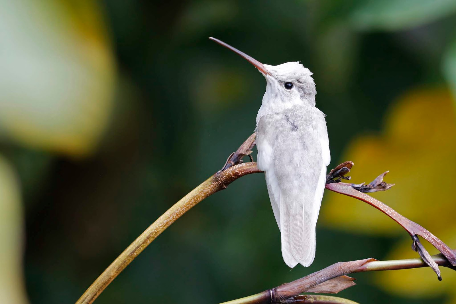 Away From Four Marks: Gallery - Hummingbirds