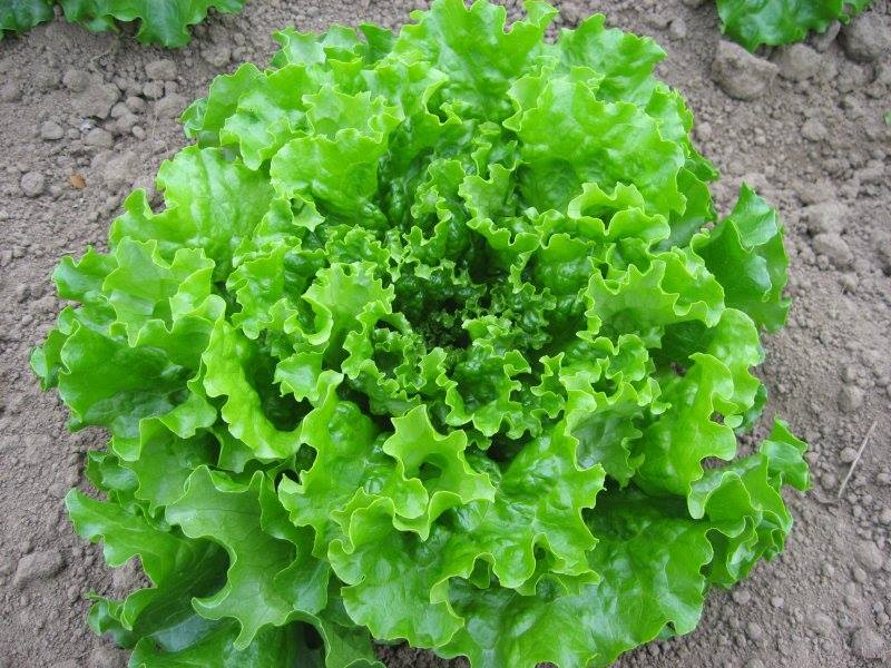 Kenapa Selada Terasa Pahit ? - Semangat76