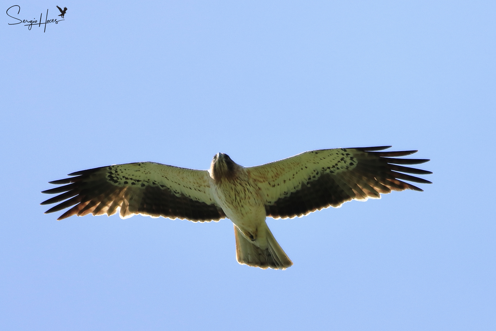 Viajes, Salidas, Naturaleza, (Fotografía).: Aguililla calzada ...