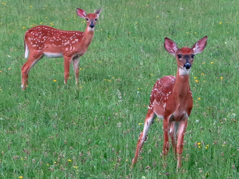 The Joyce Road Neighborhood: Fawns and other Deer
