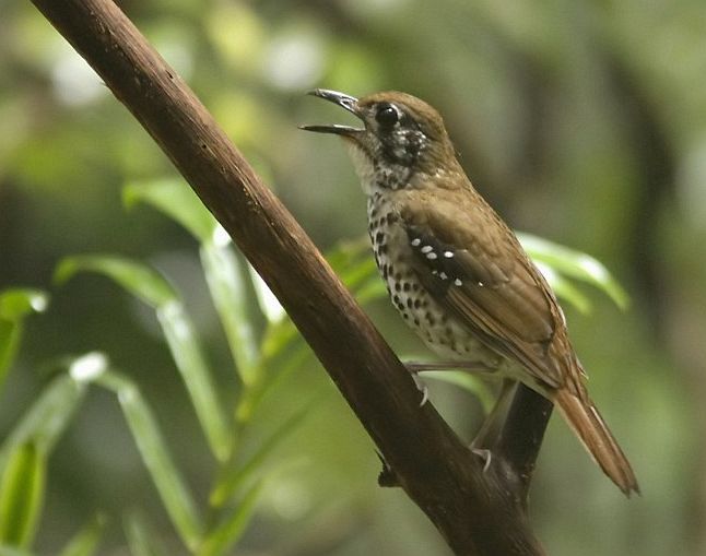 Sri Lankan Endemic Birds: Pulli Wal Awichchiya - The Spotted-Winged ...