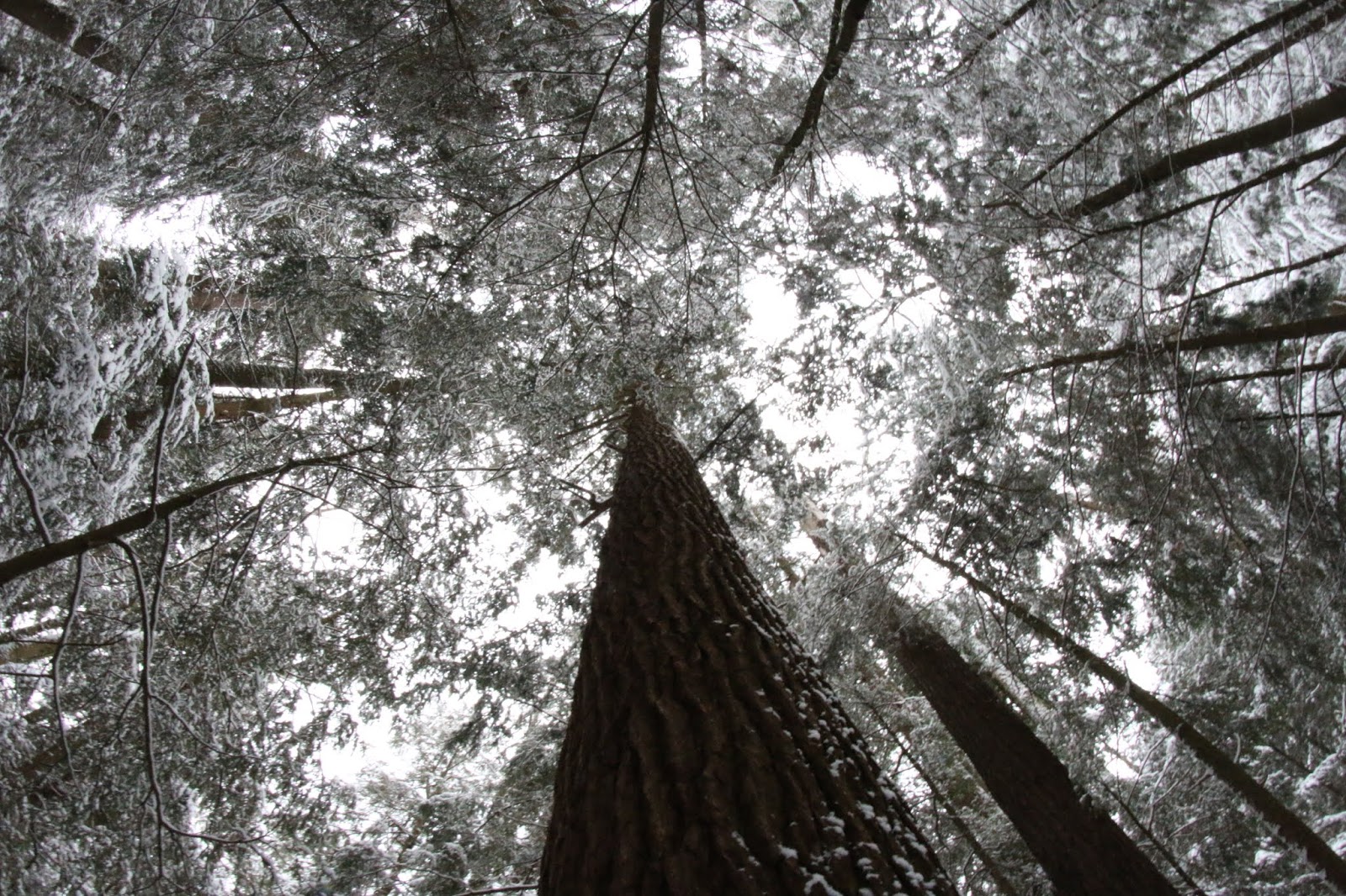 Finding Adventure and Ancient Old Growth Forests at Cook Forest State ...