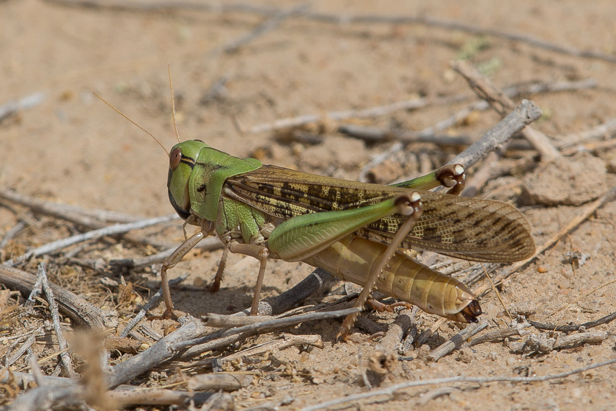 Birds of Saudi Arabia: Migratory Locust - Ash Shargiyah Development ...