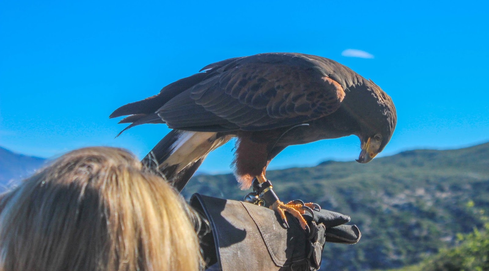 Cannundrums: Harris Hawk - Sky Falconry