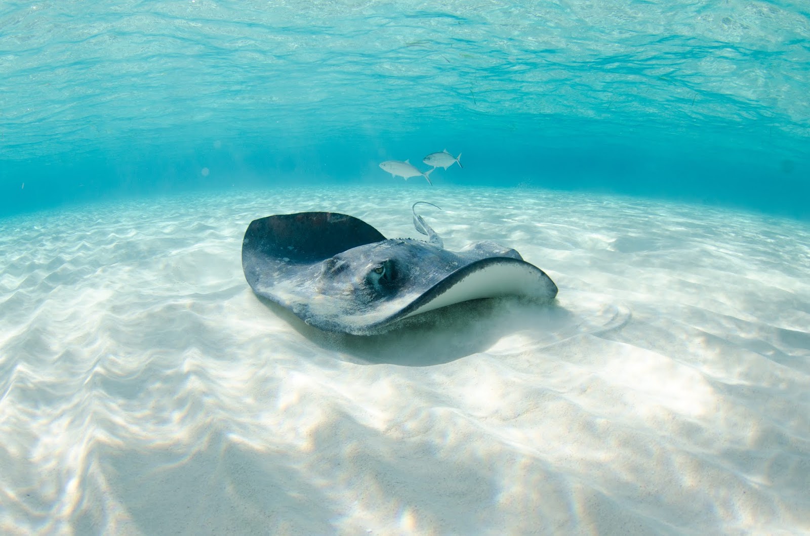 Alice Gostick: Things to do in Grand Cayman - Stingray Sandbar ...