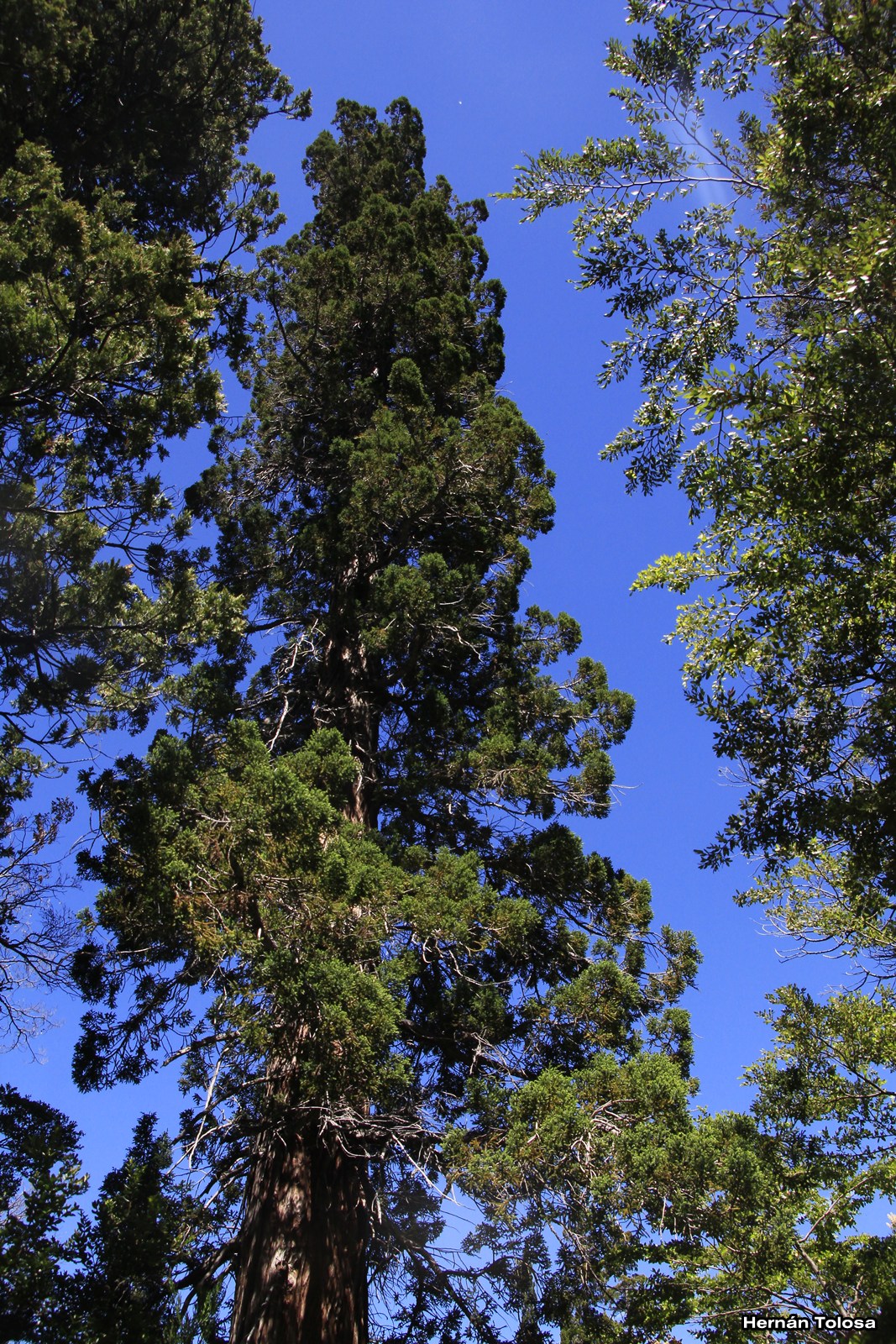 Patagonia: Alerce patagónico (Fitzroya cupressoides)