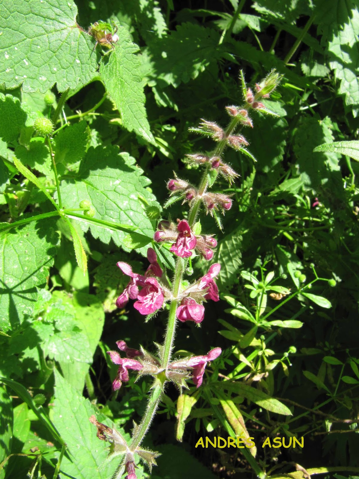 Flores silvestres de la Cordillera Cantábrica: LABIADAS - Labiatae
