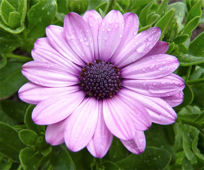 Pieces of Contentment: Daisy Wonder