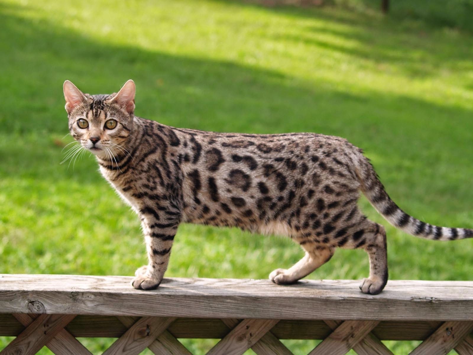 All photos gallery: Nice amazing pictures cat