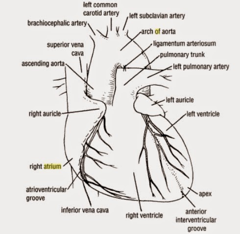 HEART DISEASE: Atrium of the heart