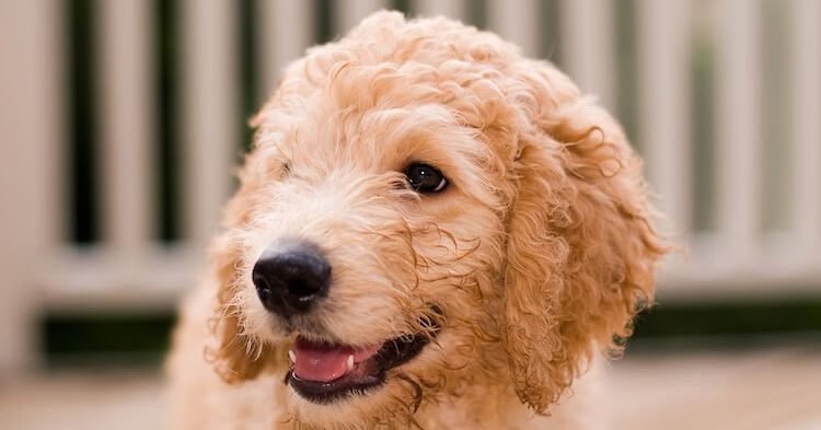 F3 labradoodle Temperament, Size, Lifespan, Adoption
