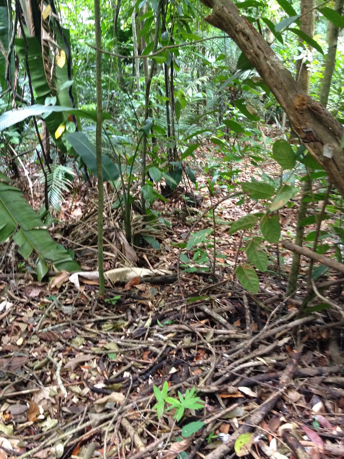 Prof Kléber Caverna: AMAZÔNIA