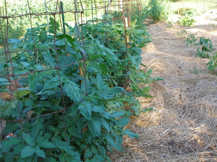 Thy Hand Hath Provided: Tomatoes: Cages, the Florida Weave or Trellises?