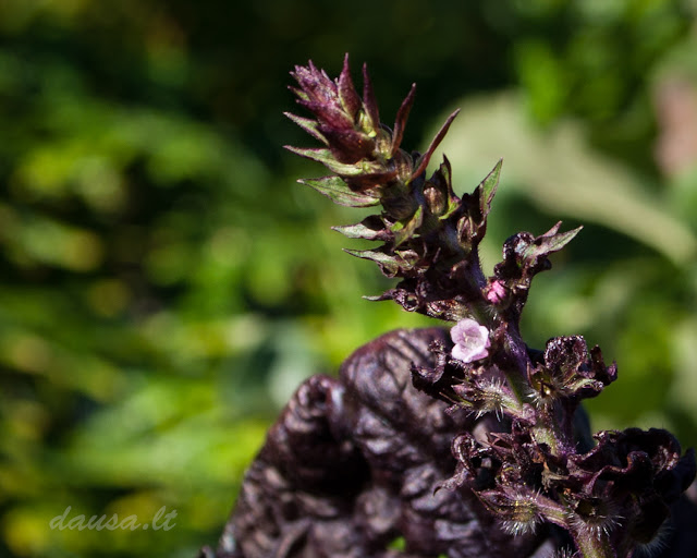 Gilės medis: Purpurinė perilė