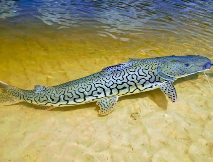 COMO PESCAR SURUBI - Peces de agua dulce