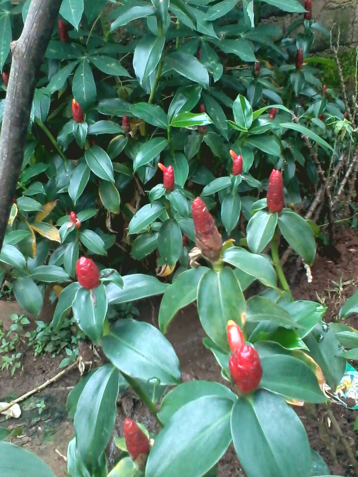 JUAL POHON PACING PENTUL | Costus Specious Smith - PASAR TAMAN