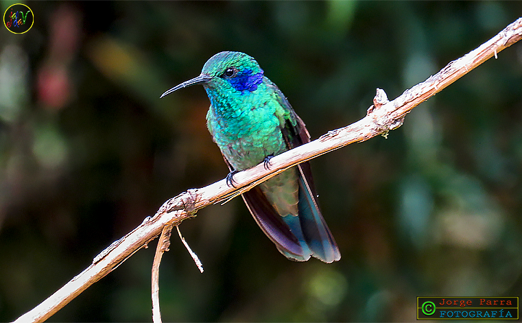 Jardín de Aves: Colibrí Verdemar