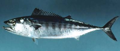 ΘΑΛΑΣΣΑ ΚΑΙ ΨΑΡΕΜΑ: ΑΦΡΟΨΑΡΑ-ΠΑΛΑΜΙΔΑ