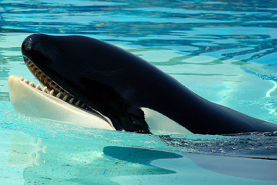 The Sheep Whisperer: Orca's Whale of a Tale!