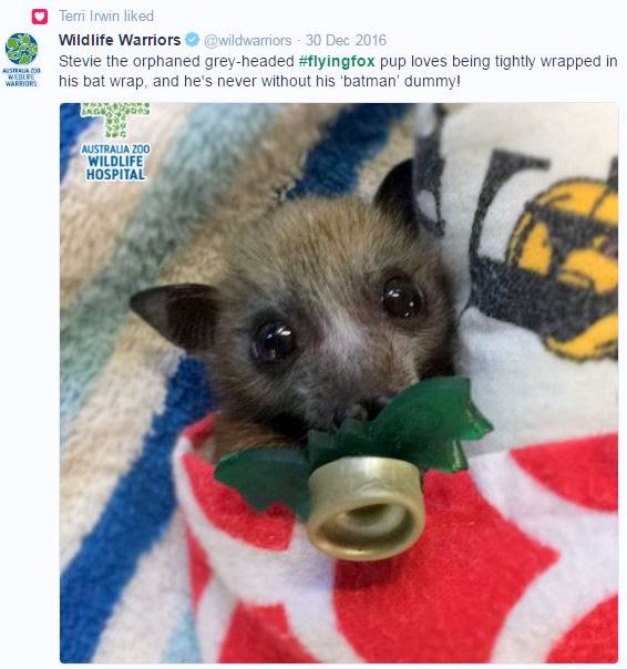 Stevie the orphaned grey-headed flying-fox pup