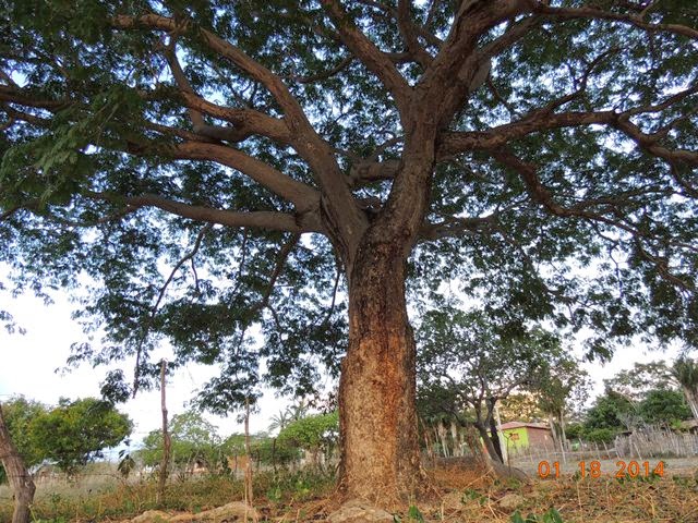 NATUREZA EM FOTOS: FLORA NORDESTINA: TIMBAÚBA