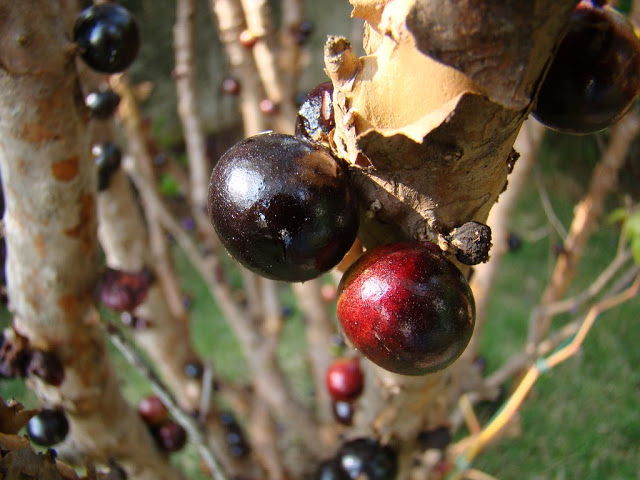 Arrest Info: The Amazing Brazilian Grape Tree ( Jabuticaba )