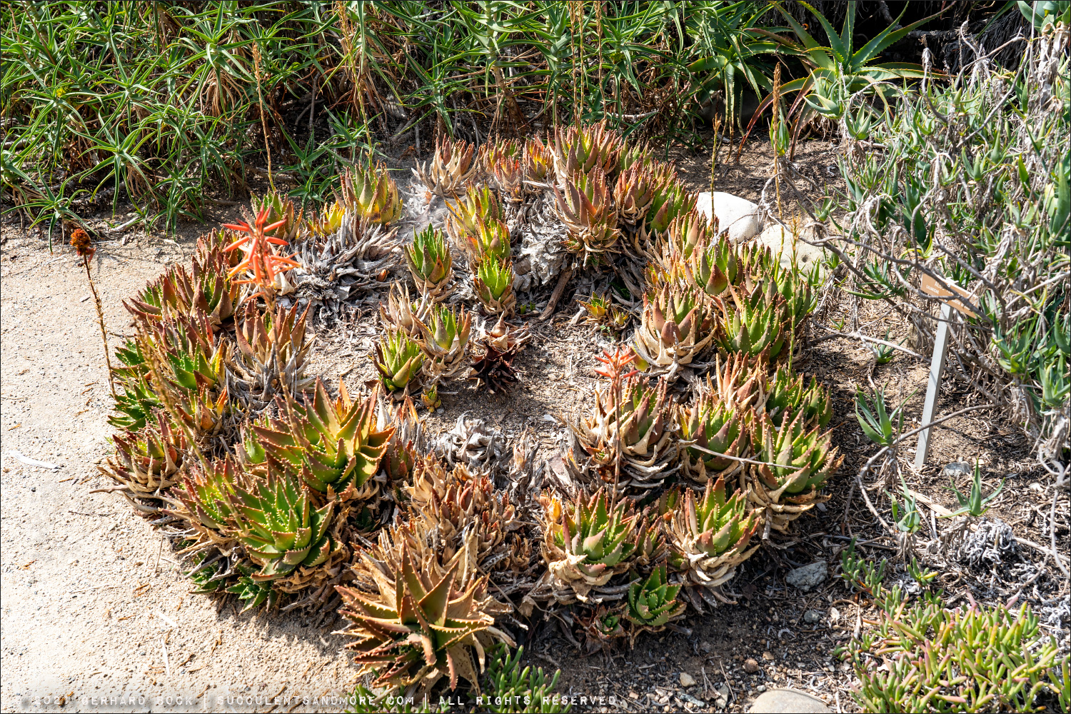 Exploring the Desert Collection at the Fullerton Arboretum