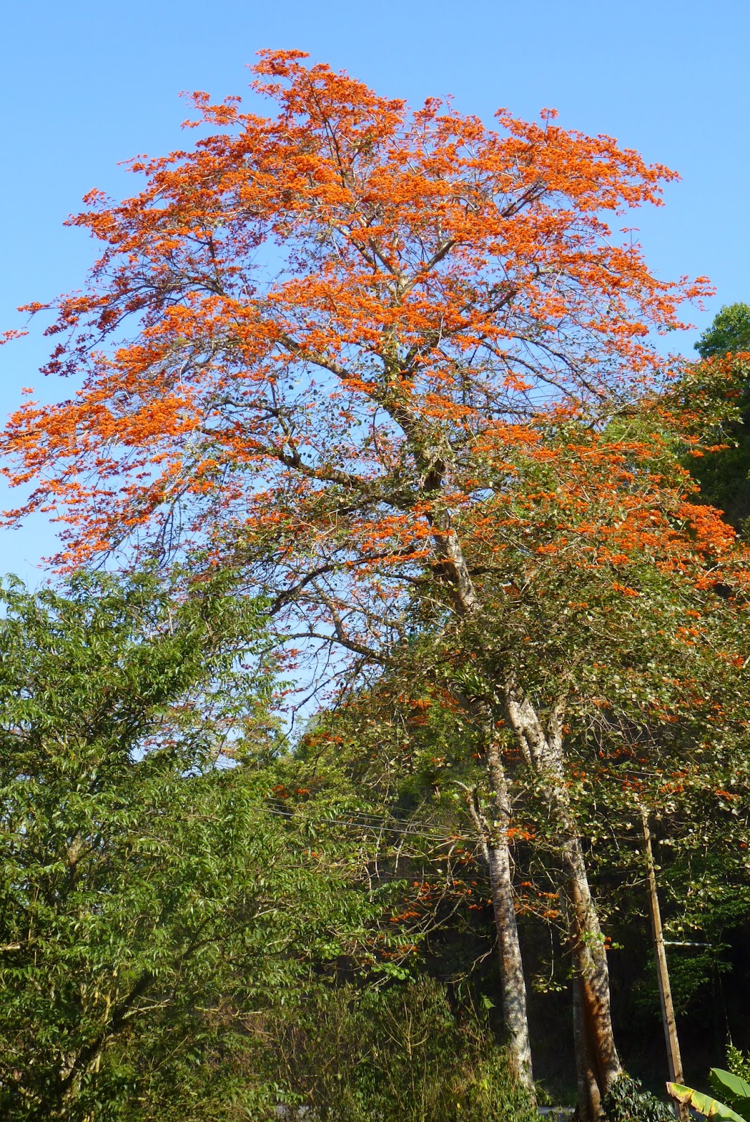 ARBORETUM: FEBRERO el Cámbulo
