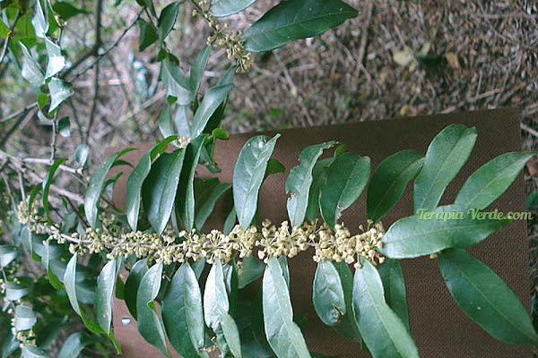 Benefícios da Guaçatonga | Terapia Verde