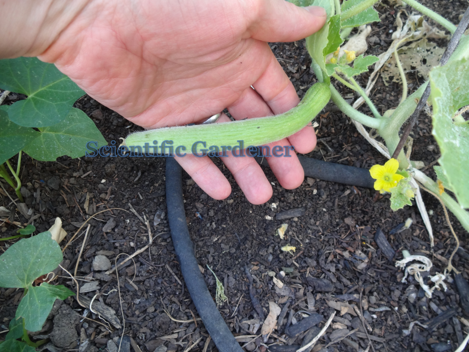 The Scientific Gardener: 2018 Dark Armenian Cucumber
