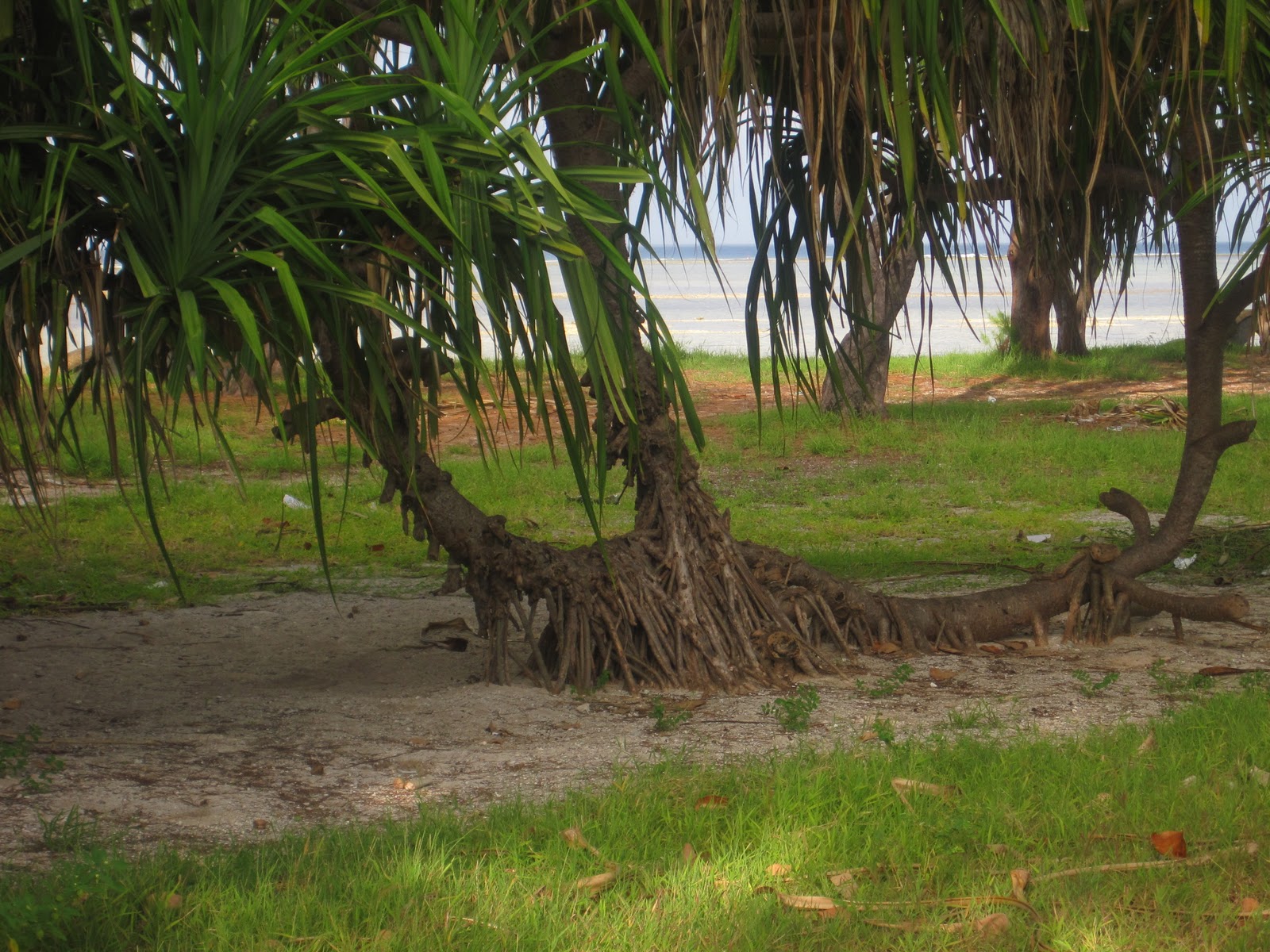 Thornes-in-Tarawa: Traditional Skills - Building a Mwaneaba