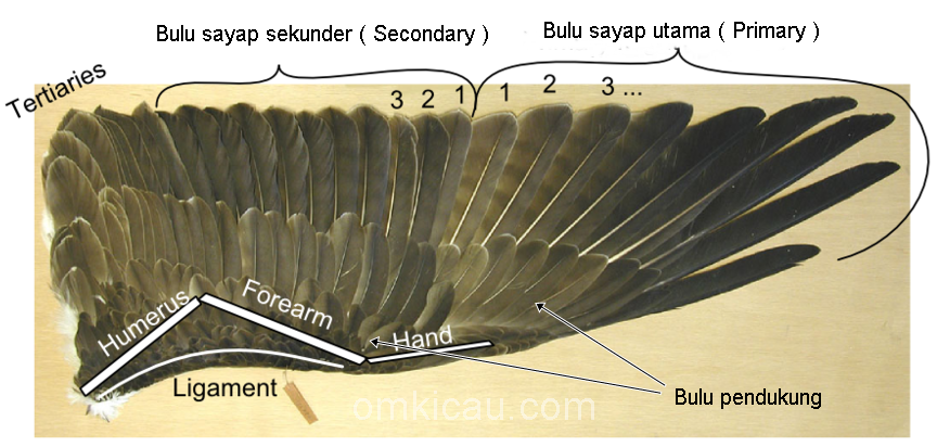 BAHAS MERPATI: Ciri Burung Merpati Tinggian yang Berkualitas Bagus.