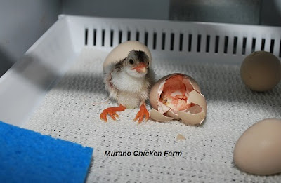 How to hatch guinea keets - Murano Chicken Farm