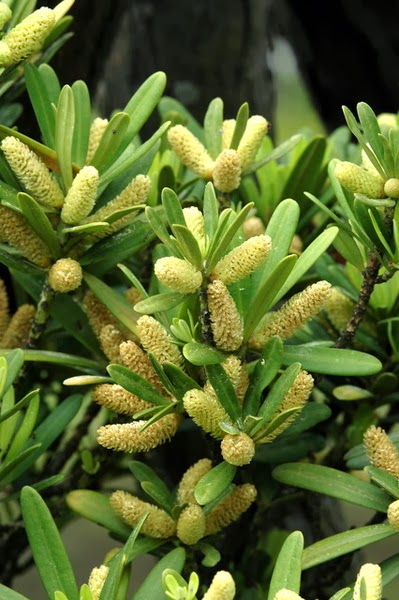 Living with Nature - School on Blog by Dr. Abercio V. Rotor: Arius ...