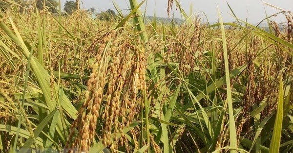 Lúa nếp ở Đồng Tháp đạt năng suất gần 9 tấn/ha | TIN TỨC NÔNG NGHIỆP