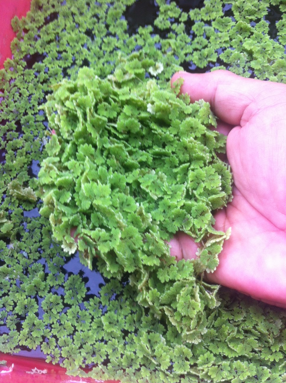 Azolla Malaysia: Pengenalan mengenai Azolla