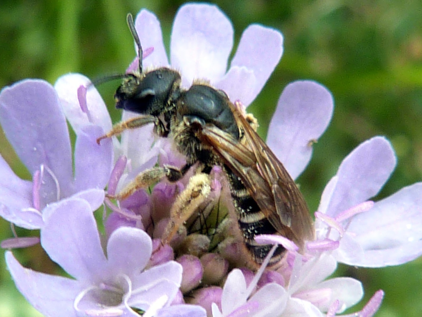 Taxonomía Arthropoda: Clase Insecta Orden Hymenoptera