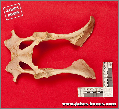 Lisa, my old red deer hind skeleton : Jake's Bones