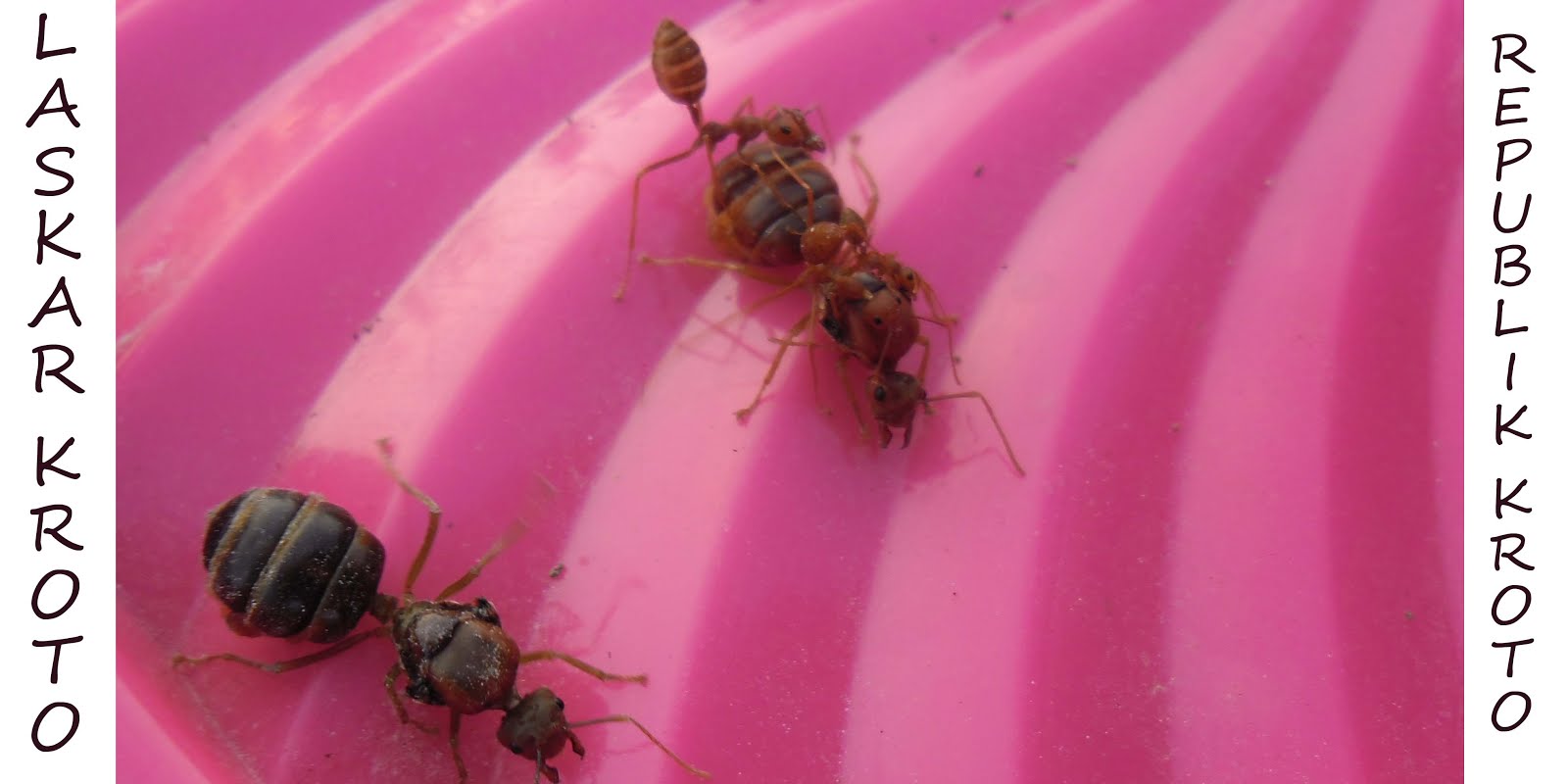 Faktor Penentu Ternak Kroto | Republik Kroto