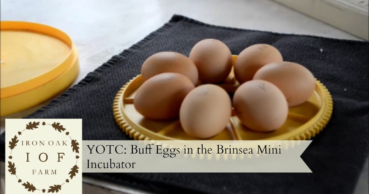 Iron Oak Farm: The Year of the Chicken: Buff Eggs in the Incubator (Video)